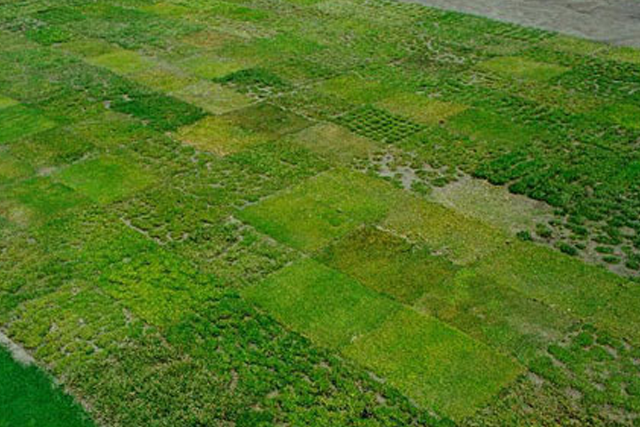 How Much Do Bumpy Putting Greens Affect Your Putts?